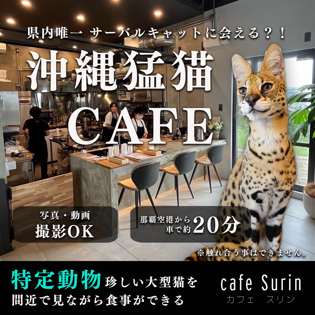 Surin | 沖縄県南城市 サーバルキャットに会えるカフェ